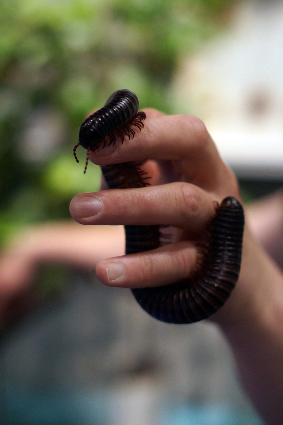 Meet the Scientist: Chief Veterinarian Dr. Dan Dombrowski - The Walking ...